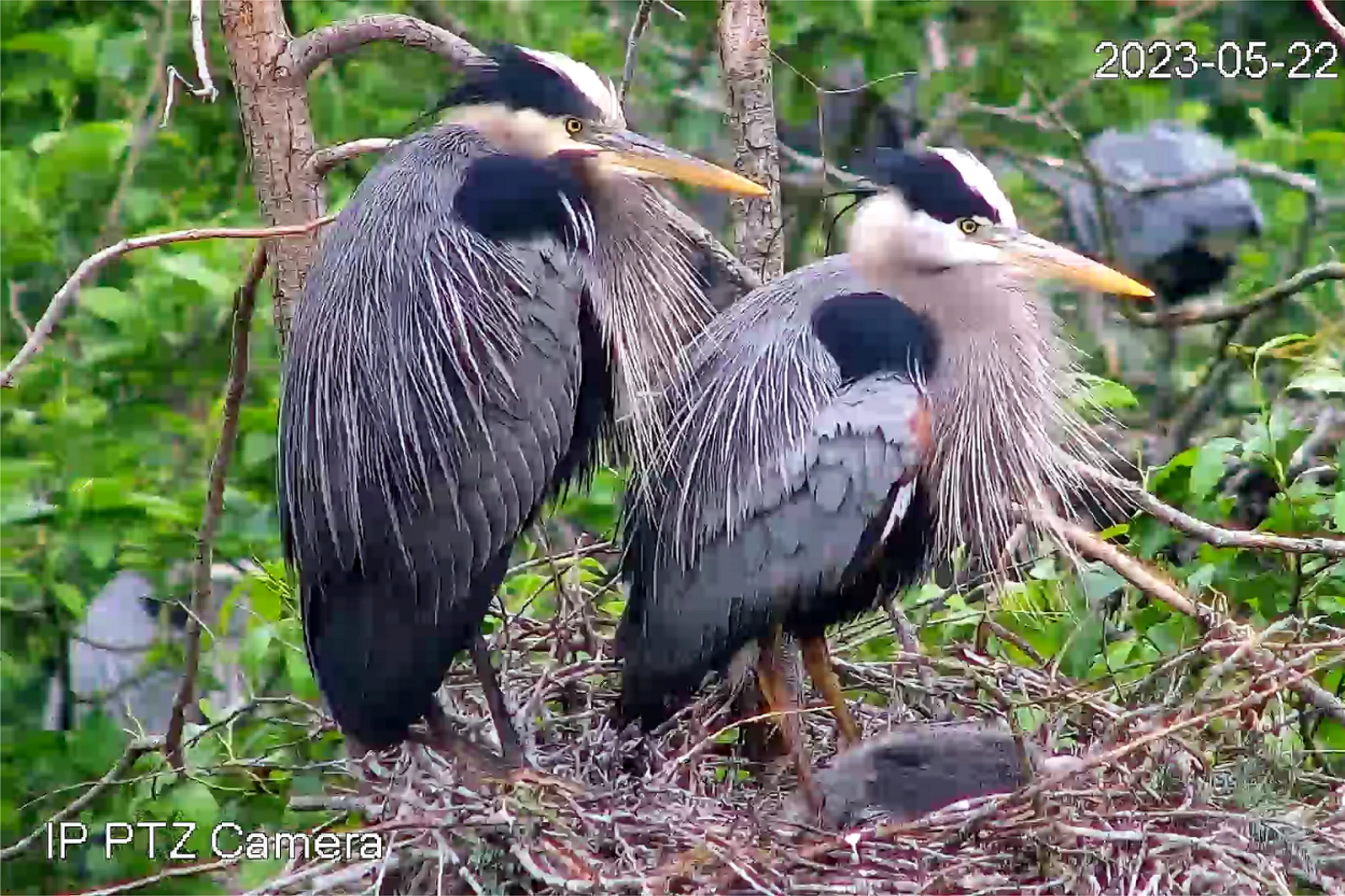 A bird’s-eye view of nesting herons - Land Trust Alliance