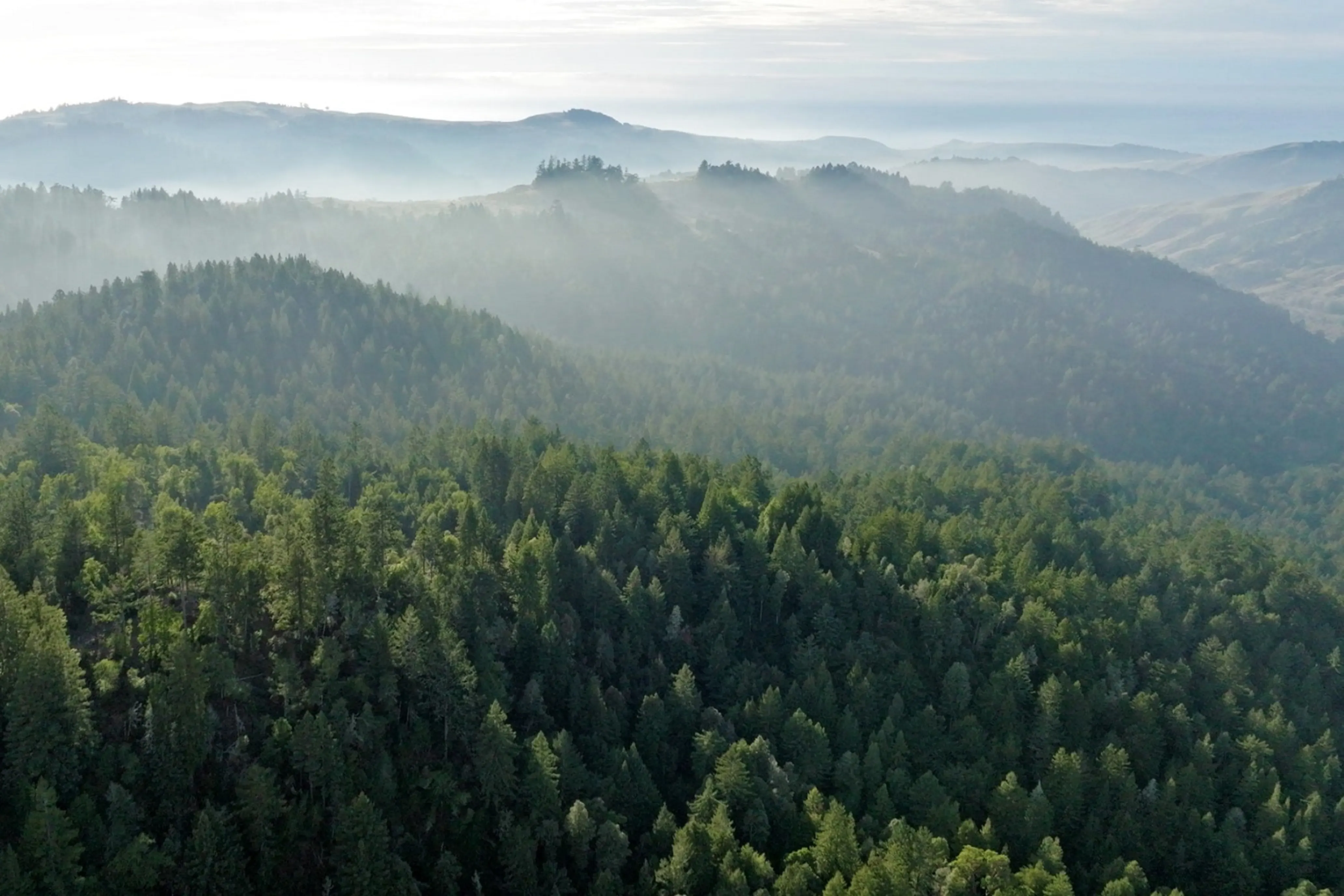 Save the Redwoods League to conserve 1,500+ acres of California redwood ...