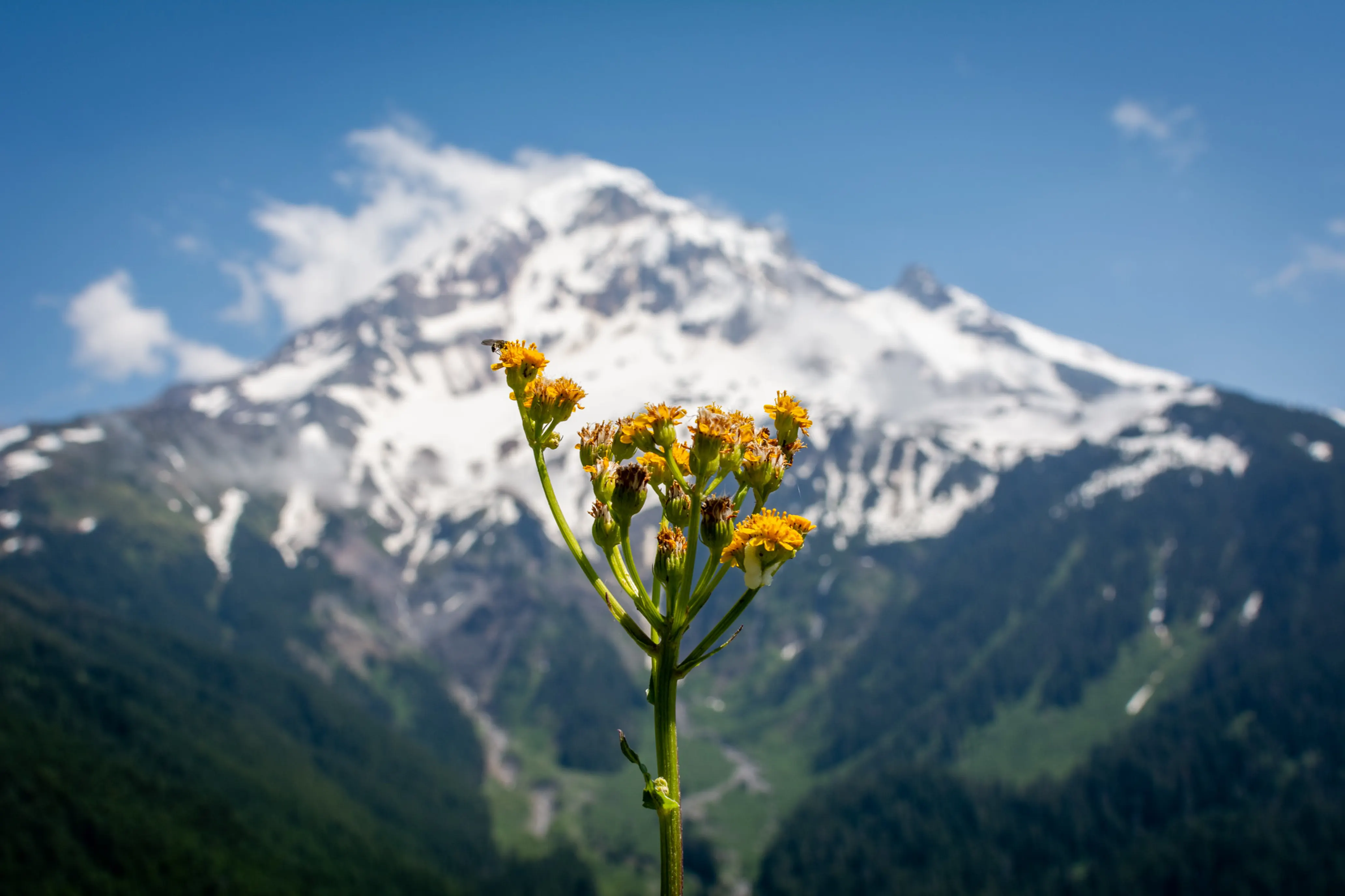 Aiming for the ‘radical middle’ in the Pacific Northwest - Land Trust ...