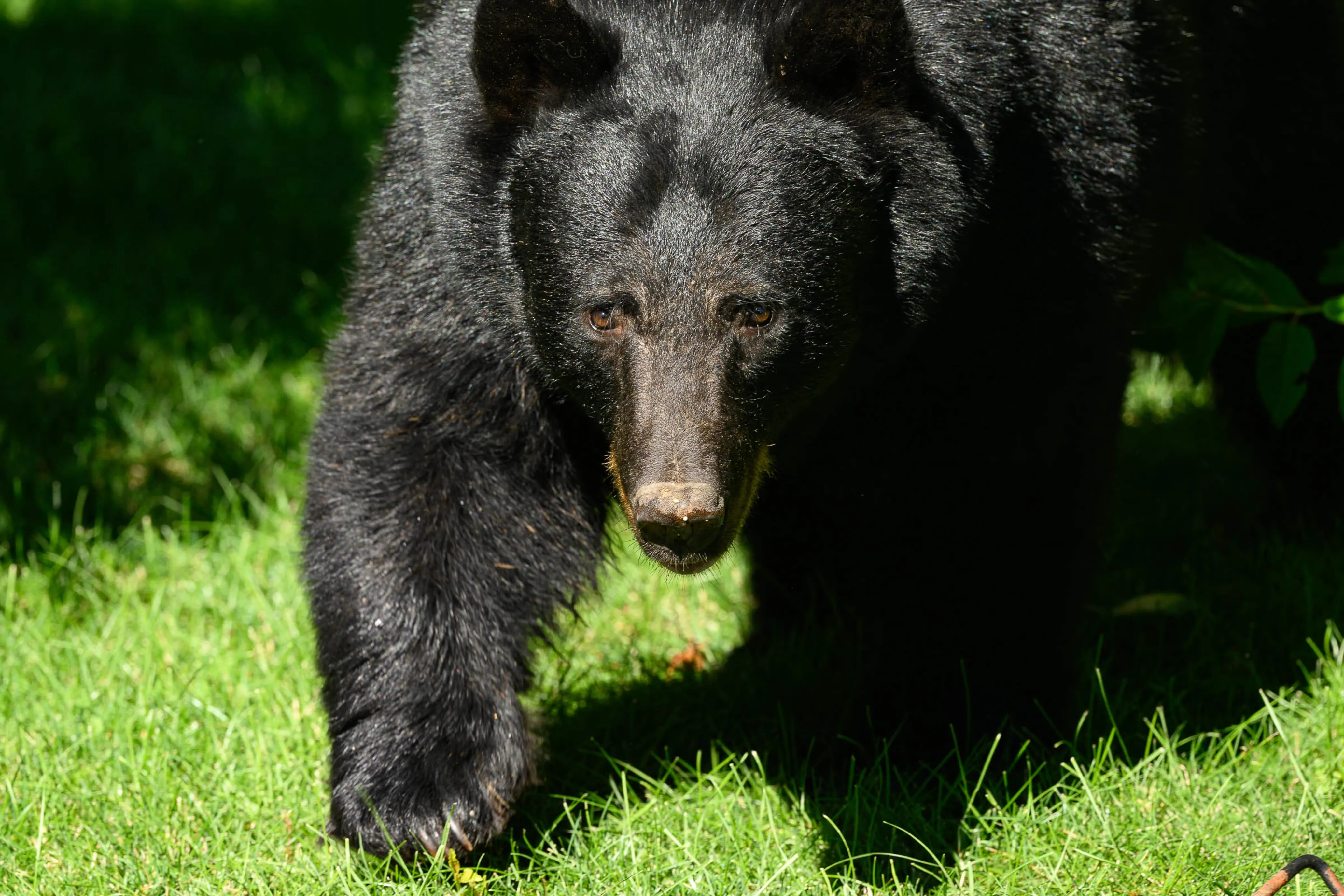 Understanding bears through citizen science - Land Trust Alliance