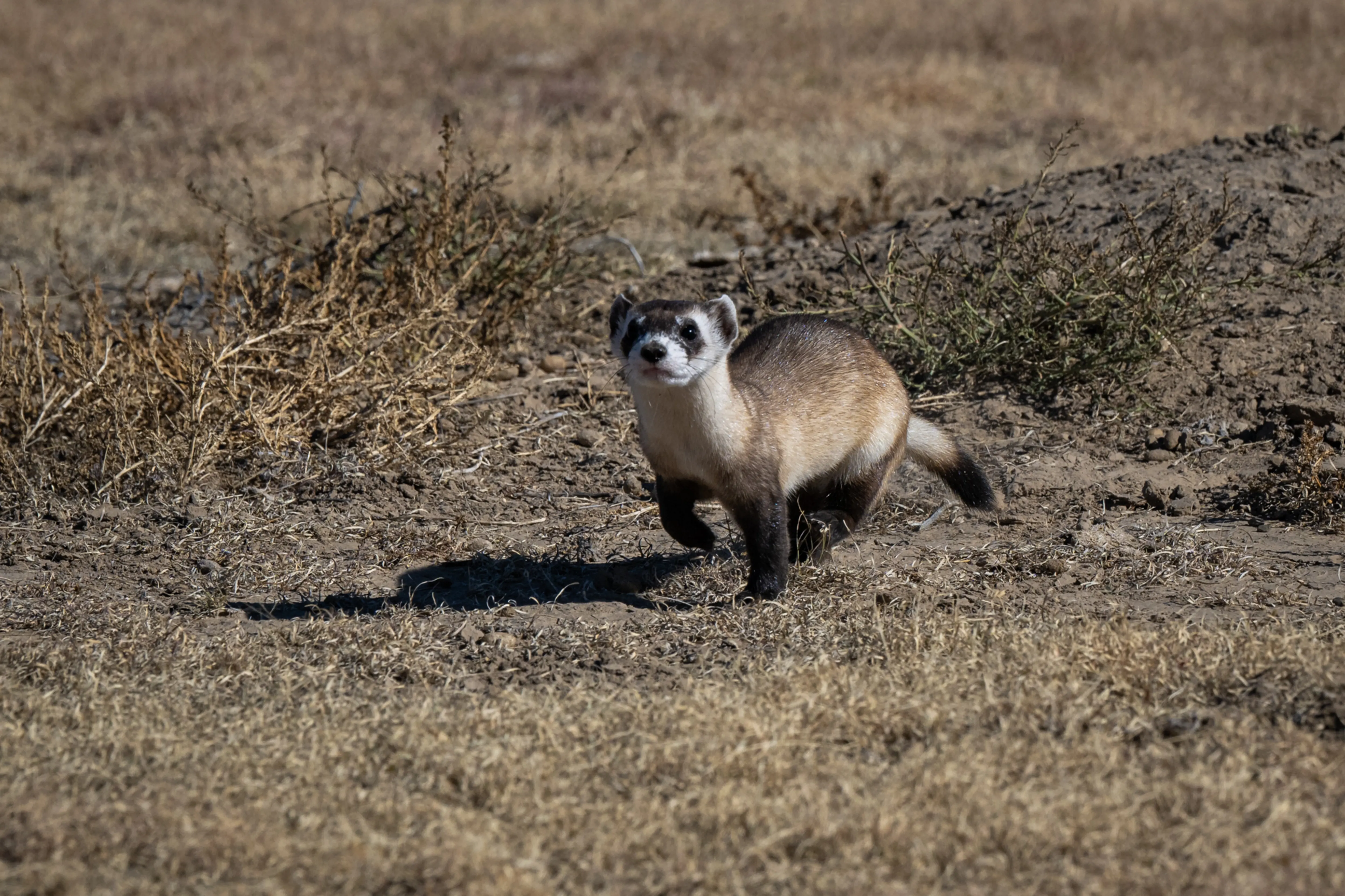 Breaking down barriers to endangered species survival - Land Trust Alliance