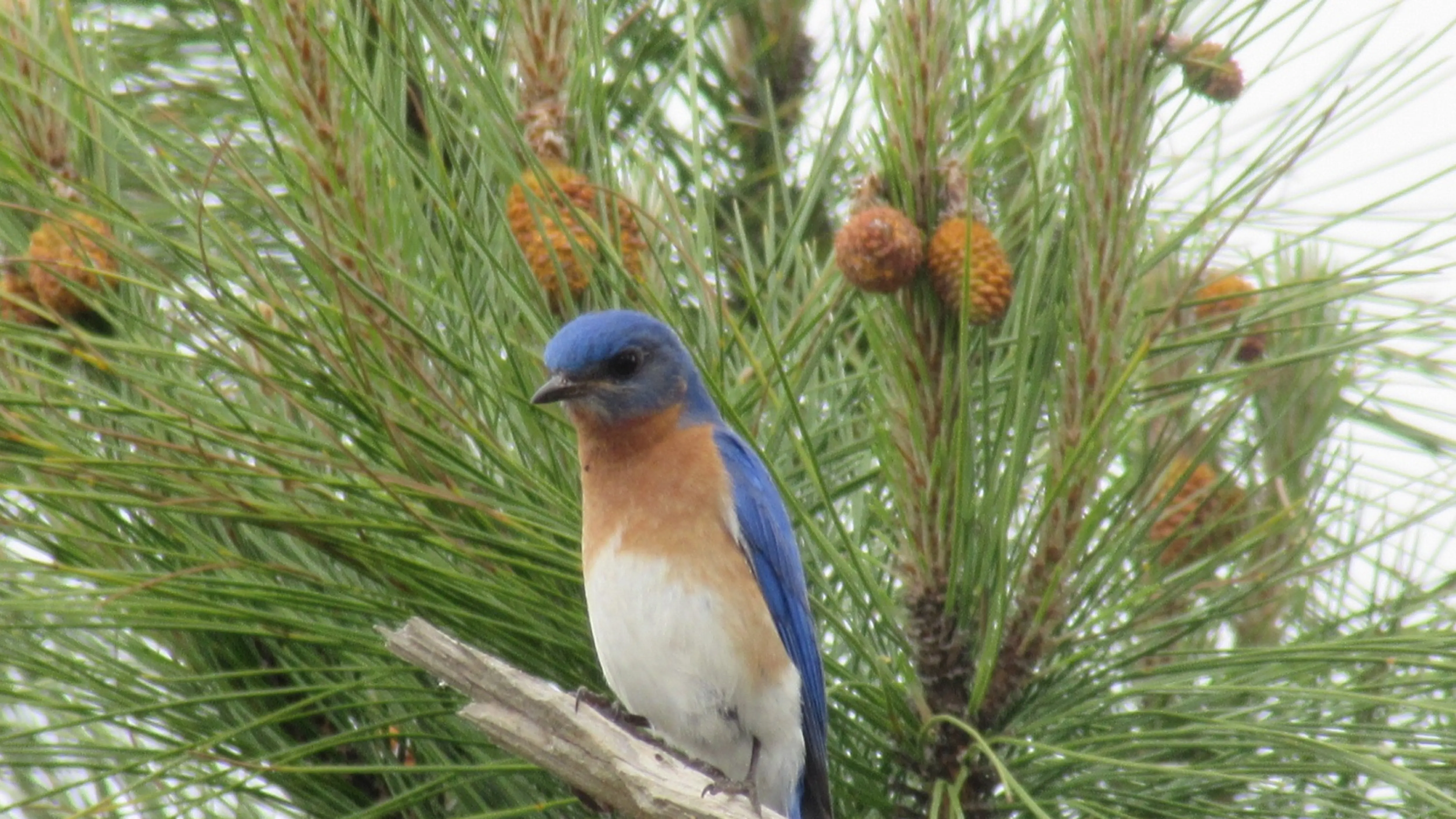 Finding healing and joy through birding - Land Trust Alliance