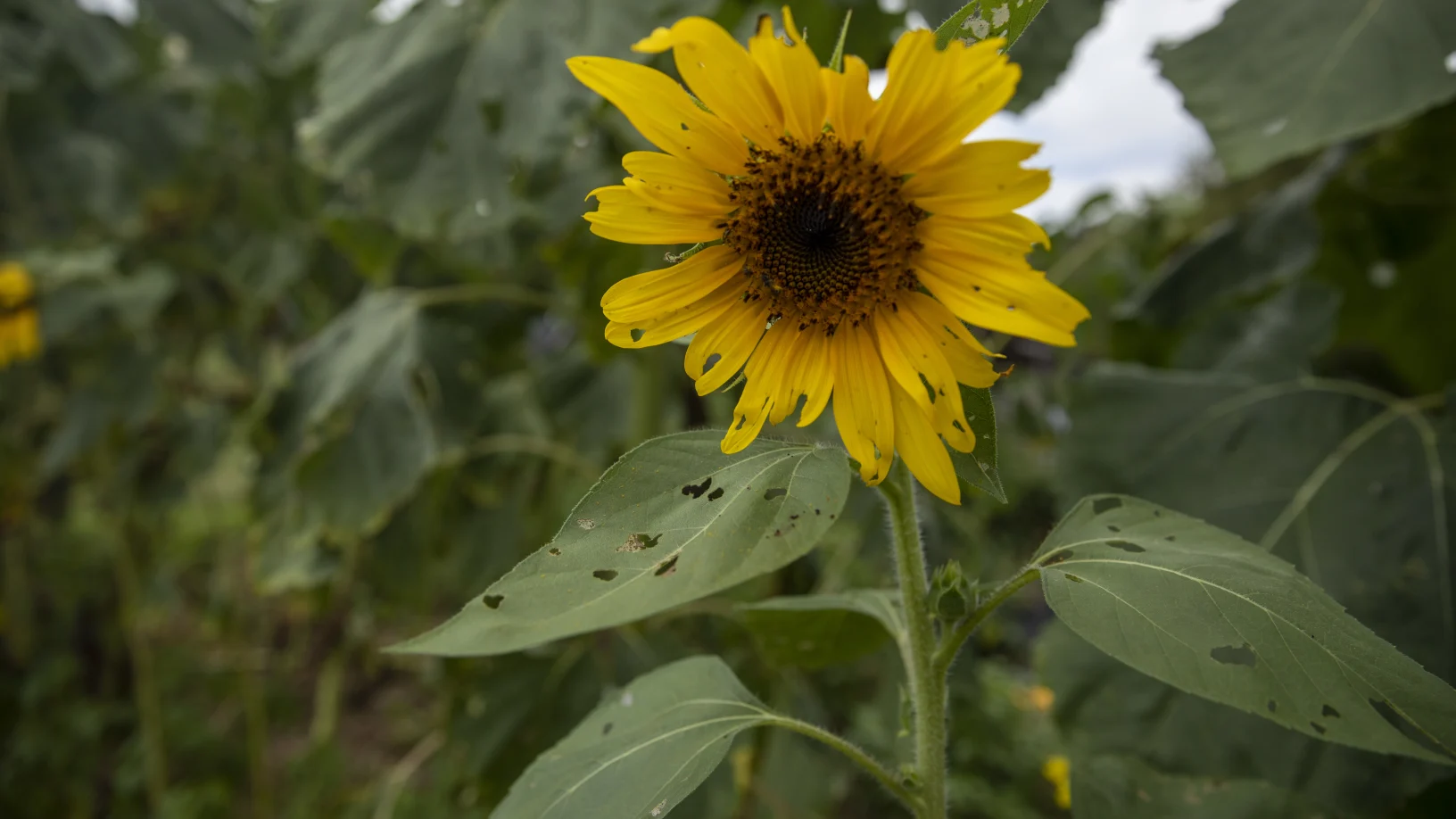 Conservation funding - Land Trust Alliance