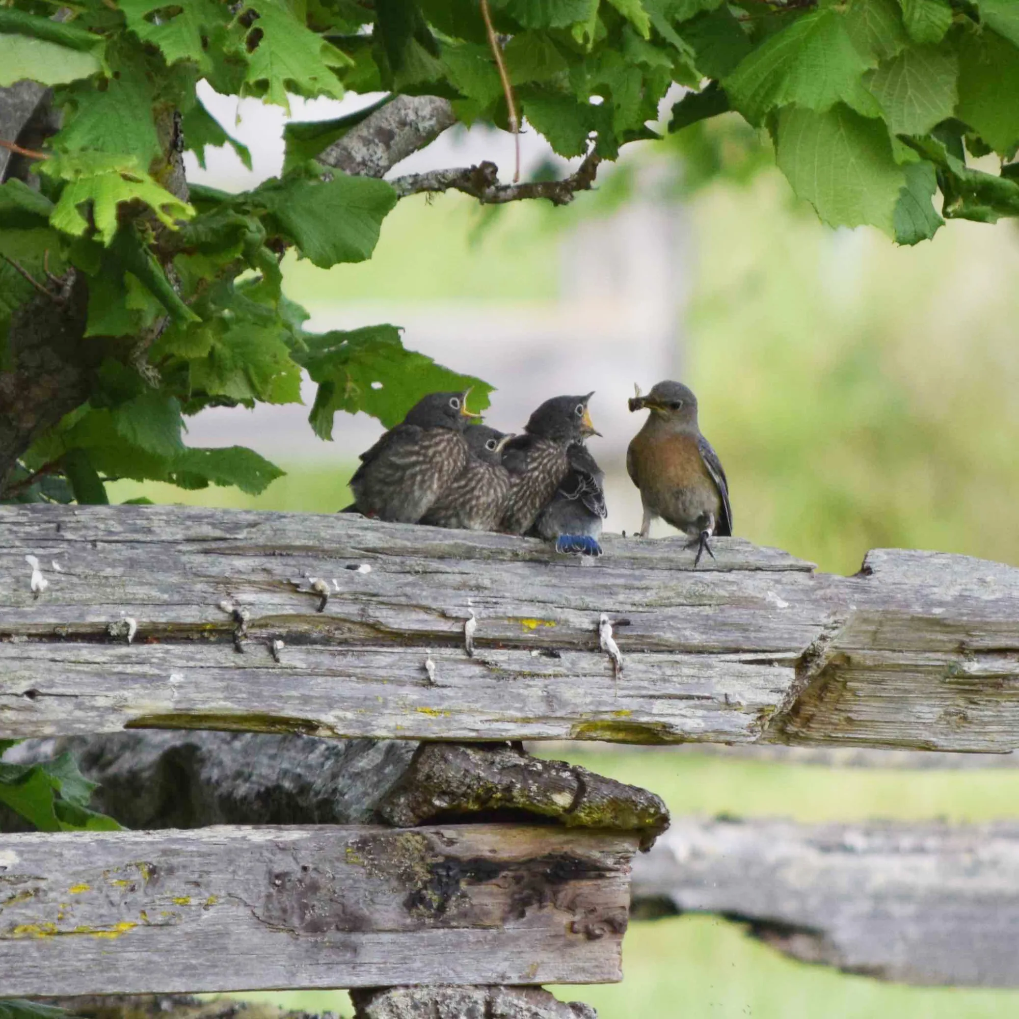 Land trusts conserve habitat for plants and wildlife. - Land Trust Alliance