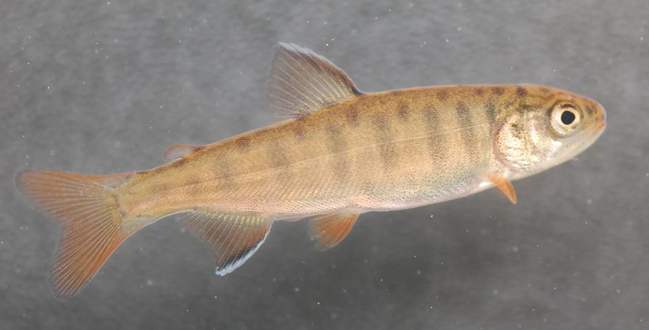 A legacy of salmon restoration - Land Trust Alliance