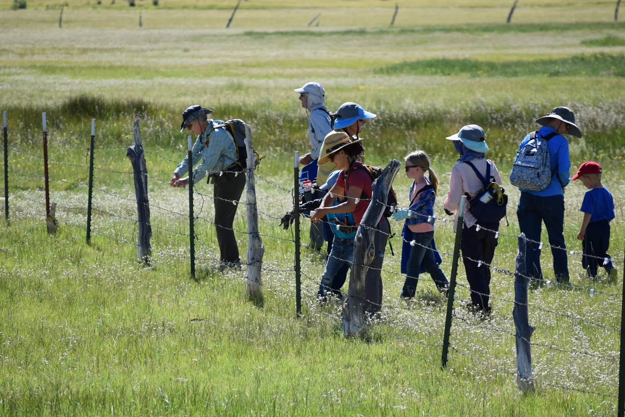 Livestock in harmony with sage-grouse - Land Trust Alliance