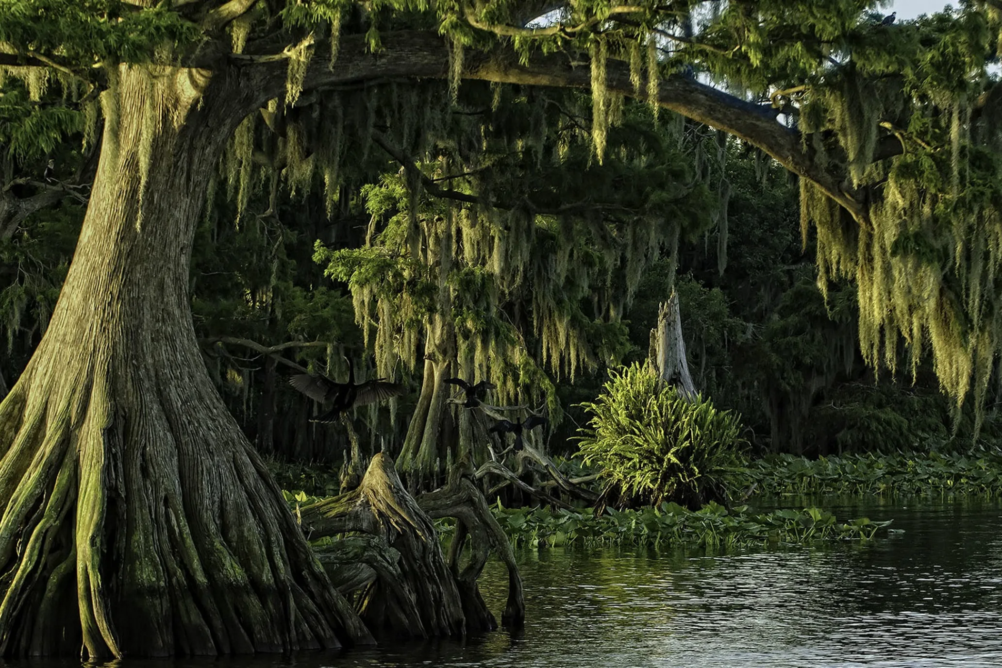 Conservation Florida, NRCS permanently protect 527 acres within Florida ...