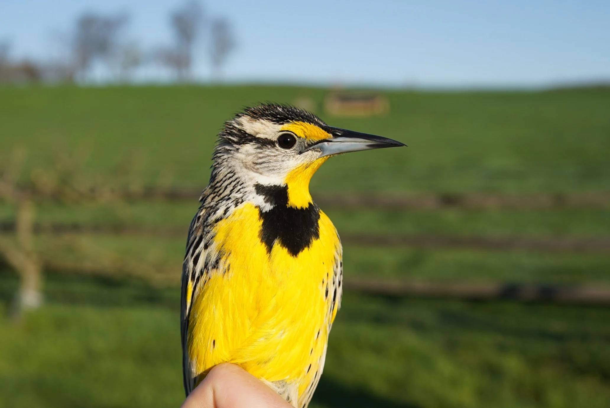 Land trusts team up to reverse the decline of grassland birds - Land ...