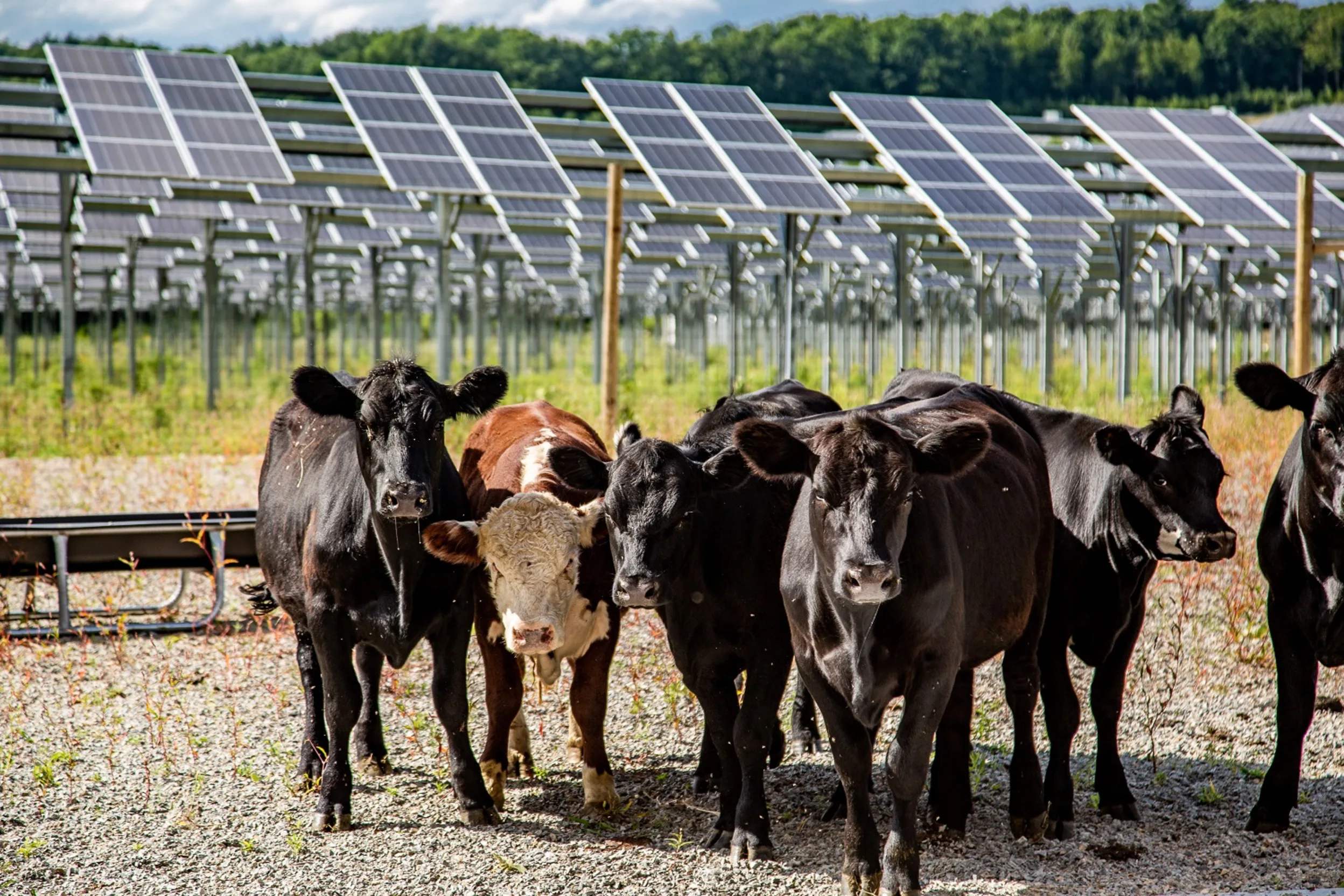 Land trusts are helping solar projects site fast...and smarter - Land ...