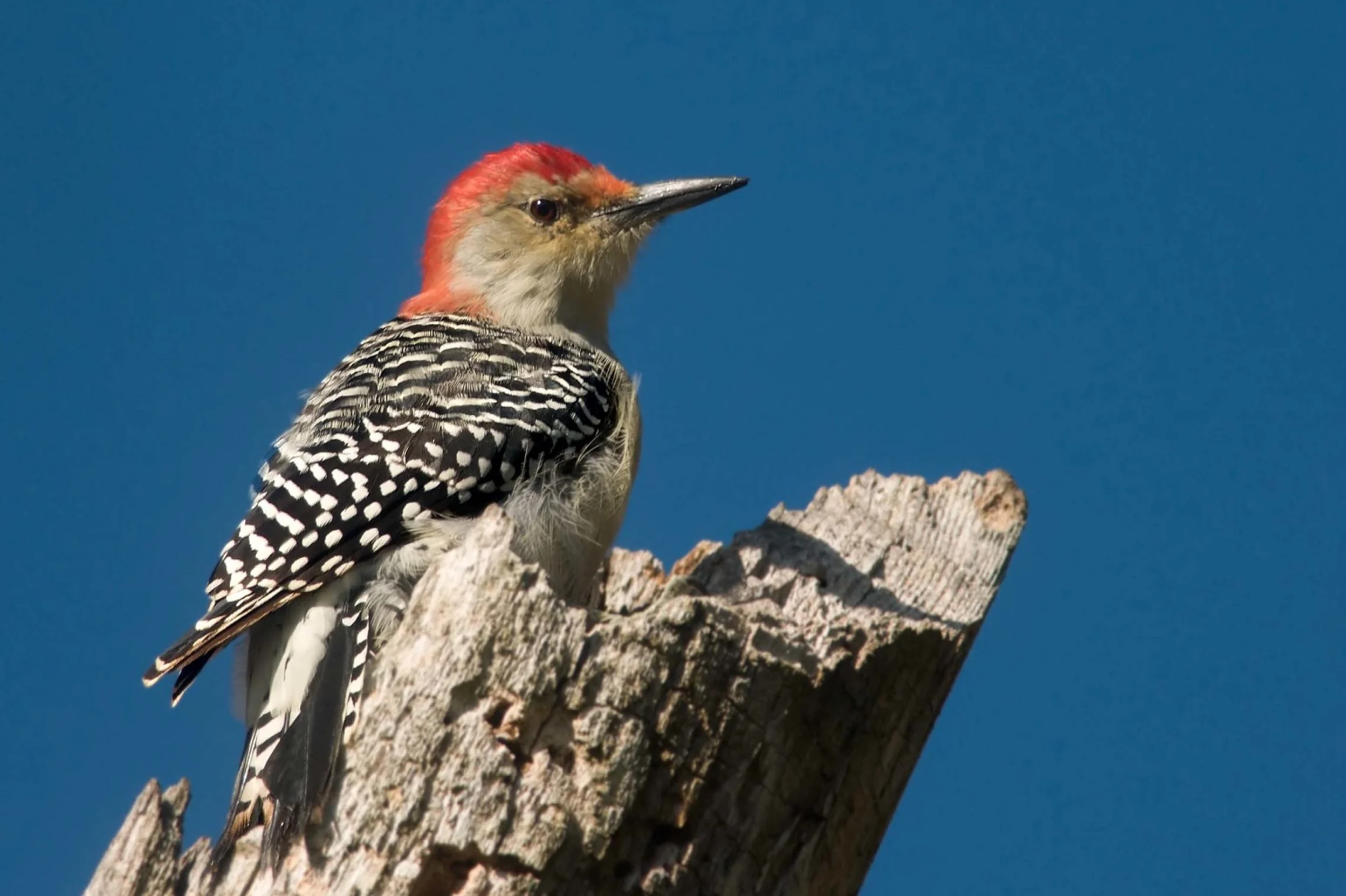 Finding healing and joy through birding - Land Trust Alliance