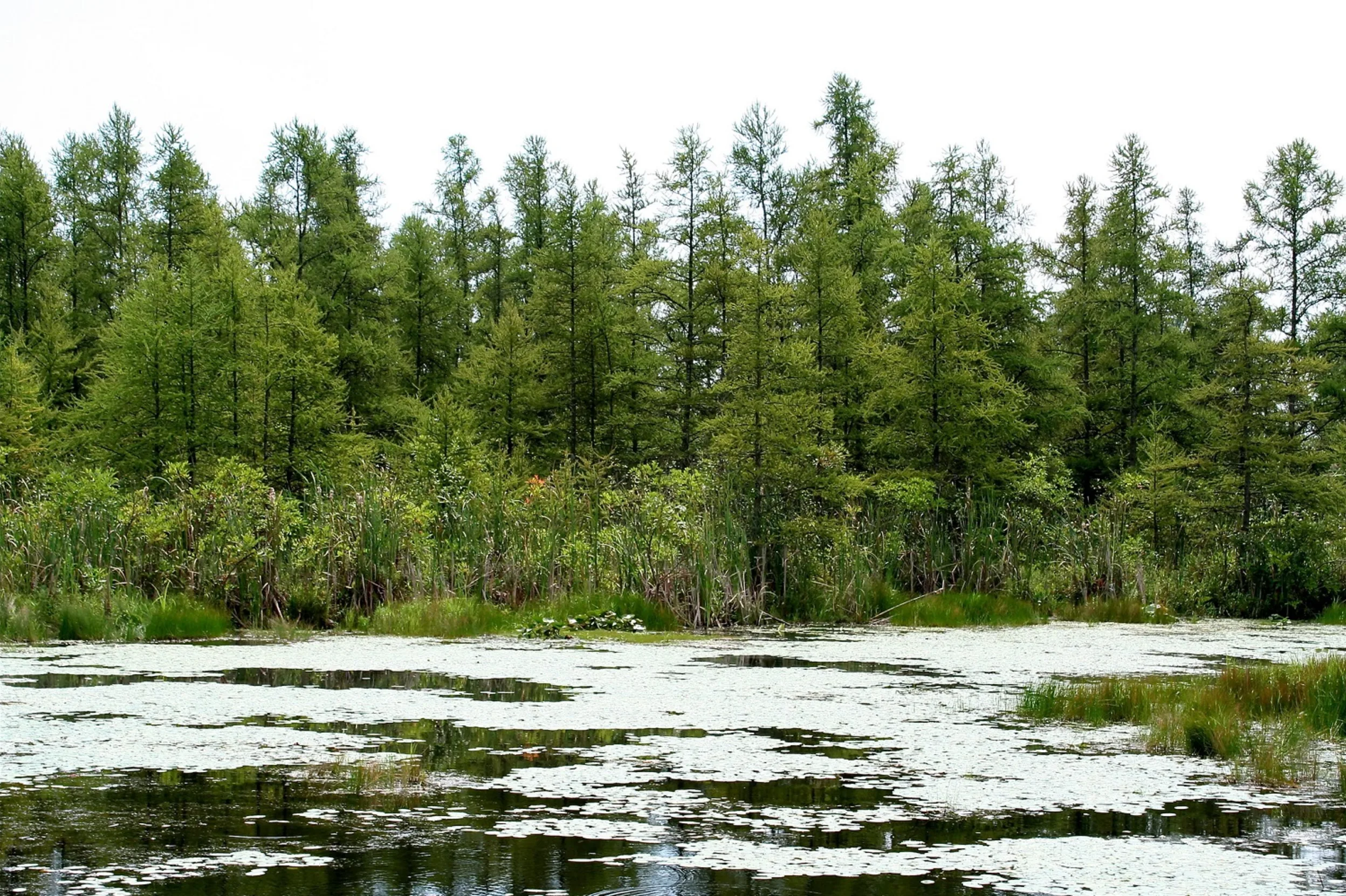 Organizations partner to create third largest conservation landscape in ...