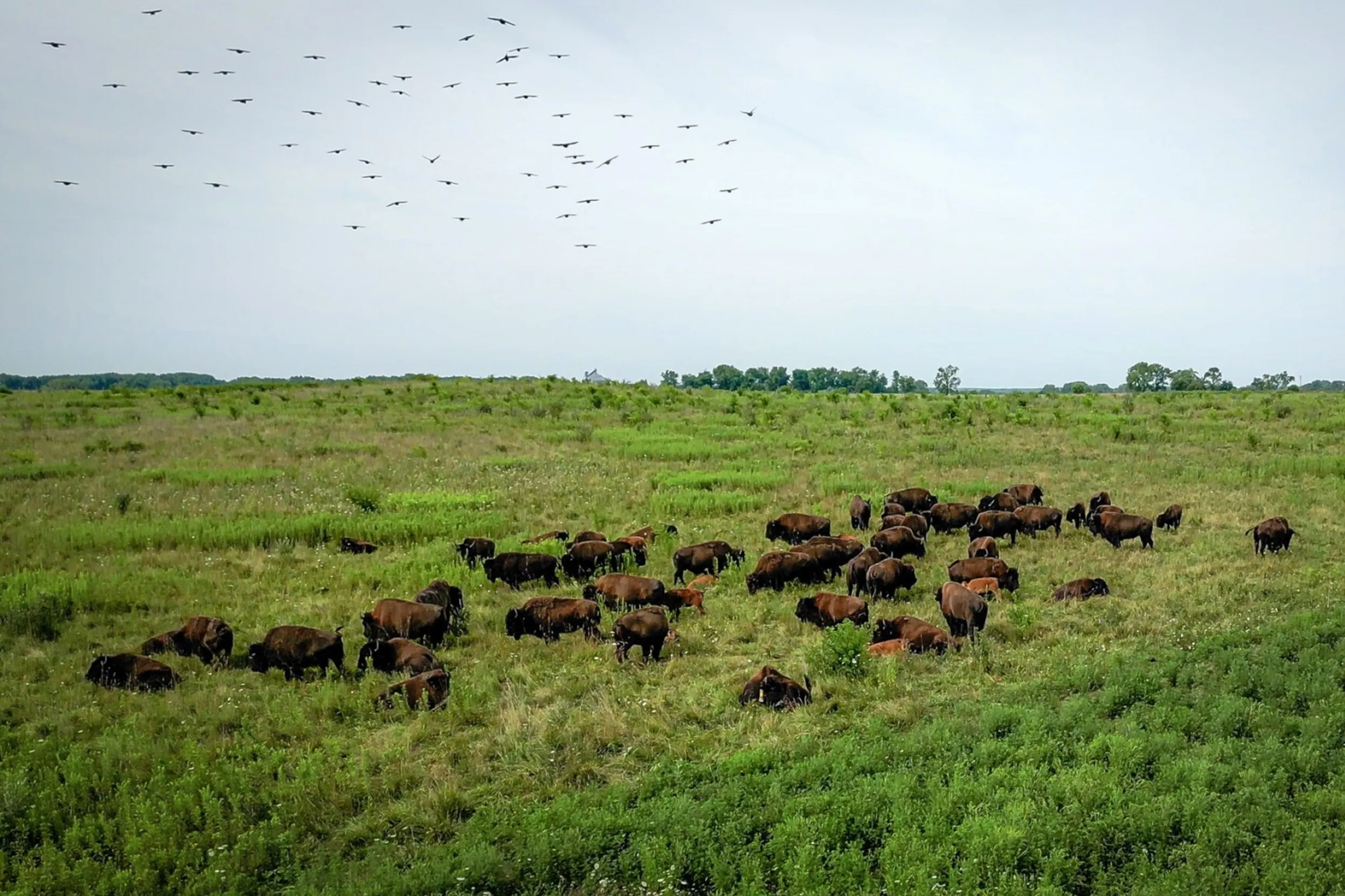 Openlands and the Wetlands Initiative restoring wetlands at Midewin ...