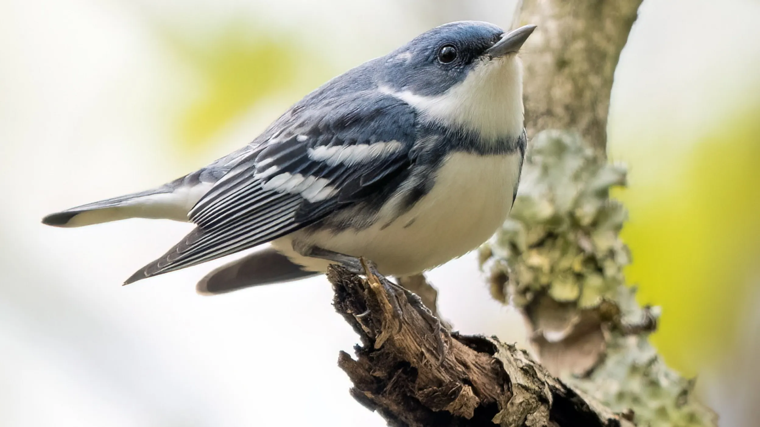 The month of May is for the birds - Land Trust Alliance