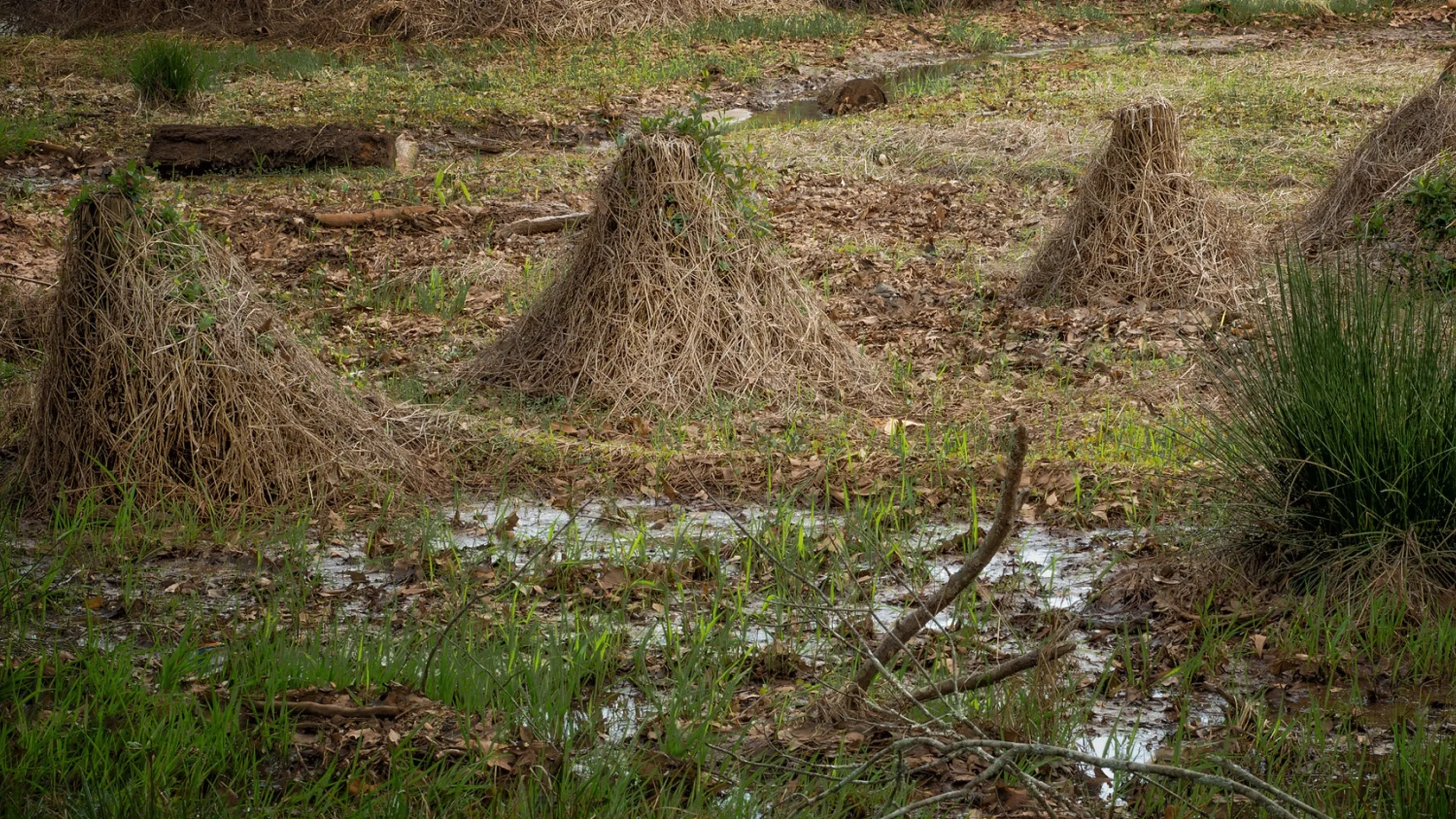 Georgia-Alabama Land Trust is working to stem the tide of wetland loss ...