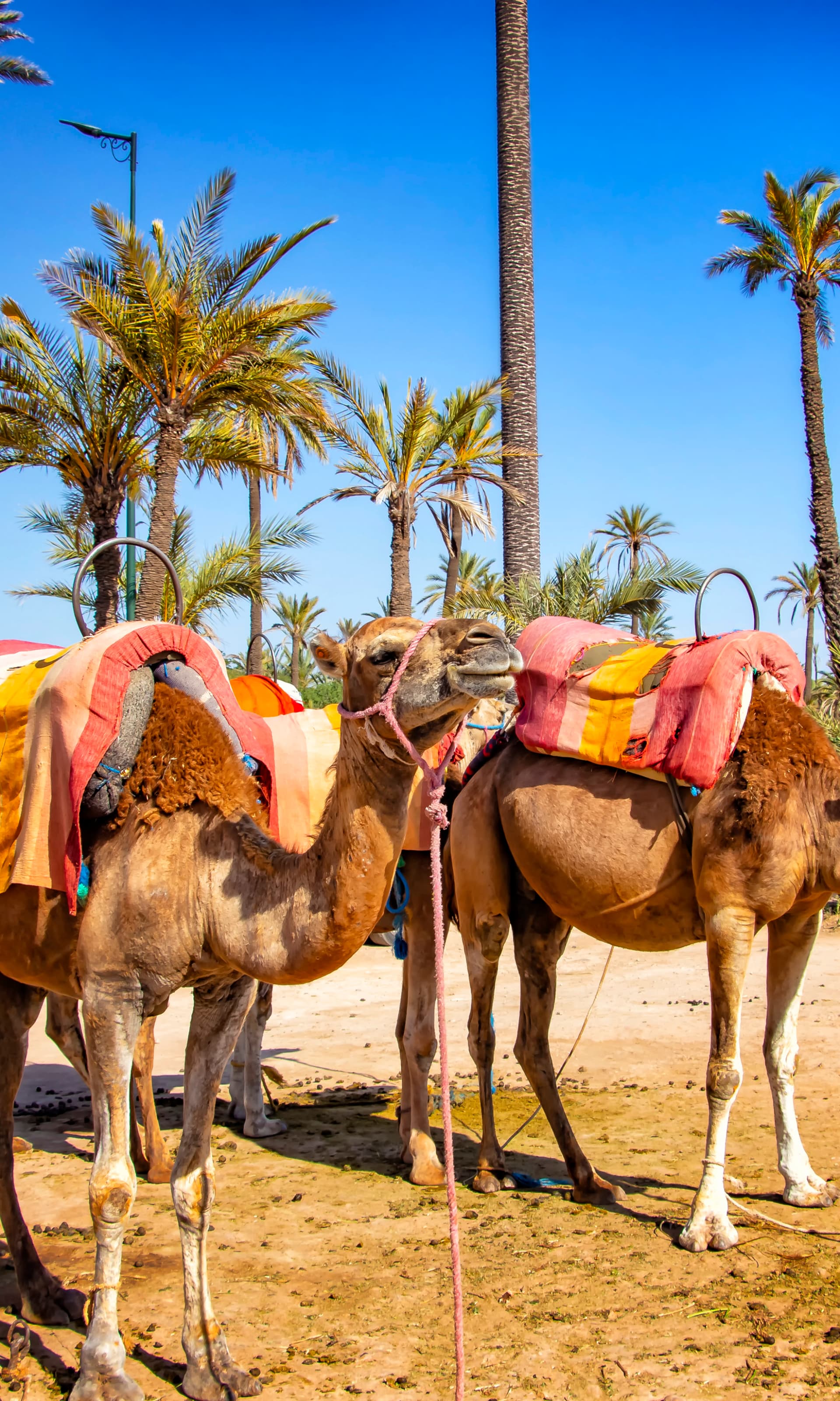9 best things to do in Marrakech | lastminute.com
