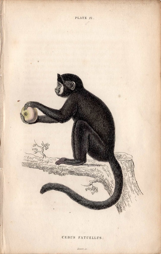 Vintage Monkey Illustration - Lay Baby Lay Lay Baby Lay