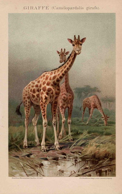 Antique Giraffe Print - Lay Baby Lay Lay Baby Lay