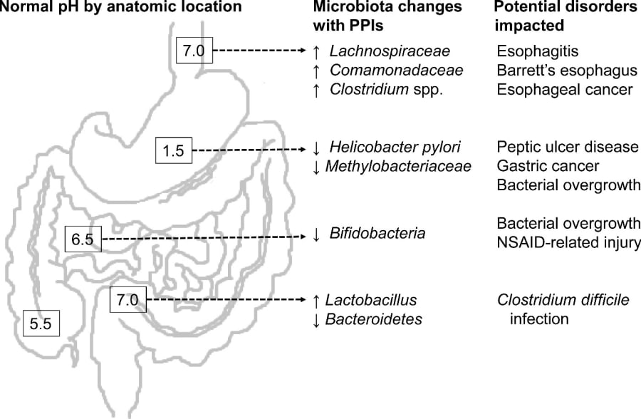 Role of Proton Pump Inhibitors on the Gut Microbiome | LearnSkin