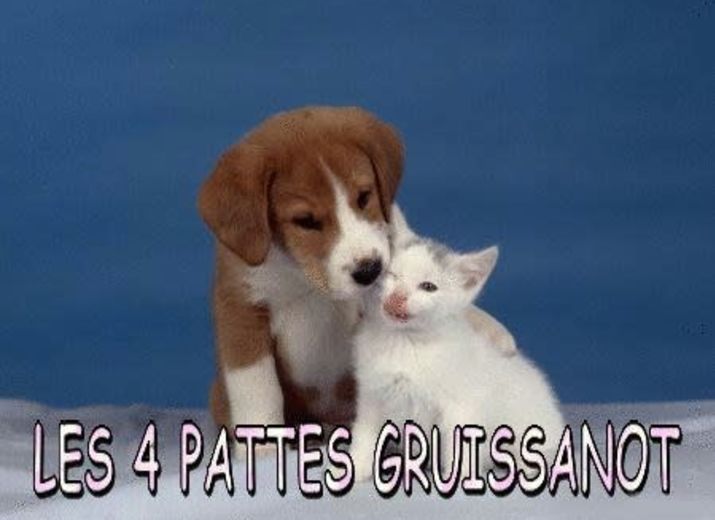 Cagnotte : SAUVONS LES CHATS DES 4 PATTES - Leetchi.com