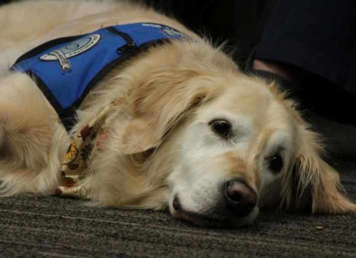 Cagnotte Advantages Of Having An Emotional Support Dog Leetchi cagnotte-advantages-of-having-an-emotional-support-dog-leetchi