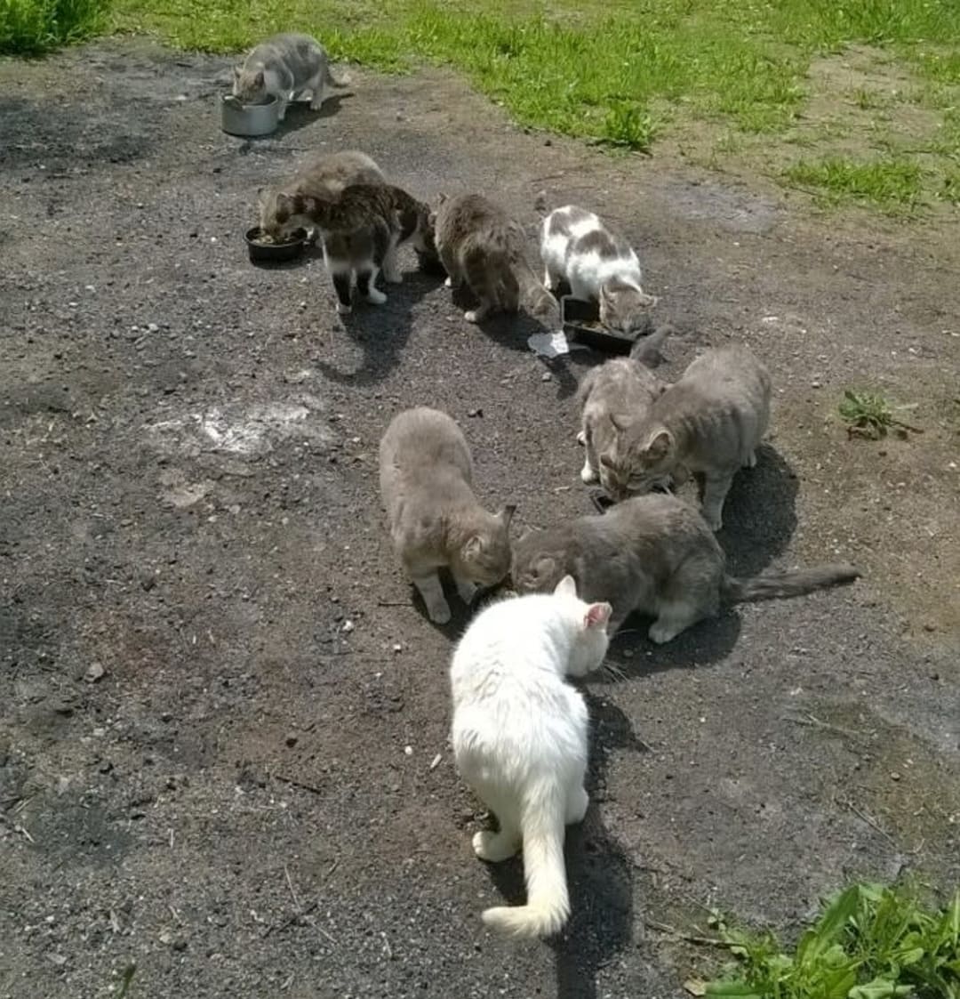 Cagnotte : Aides pour les chats abandonnés | Leetchi