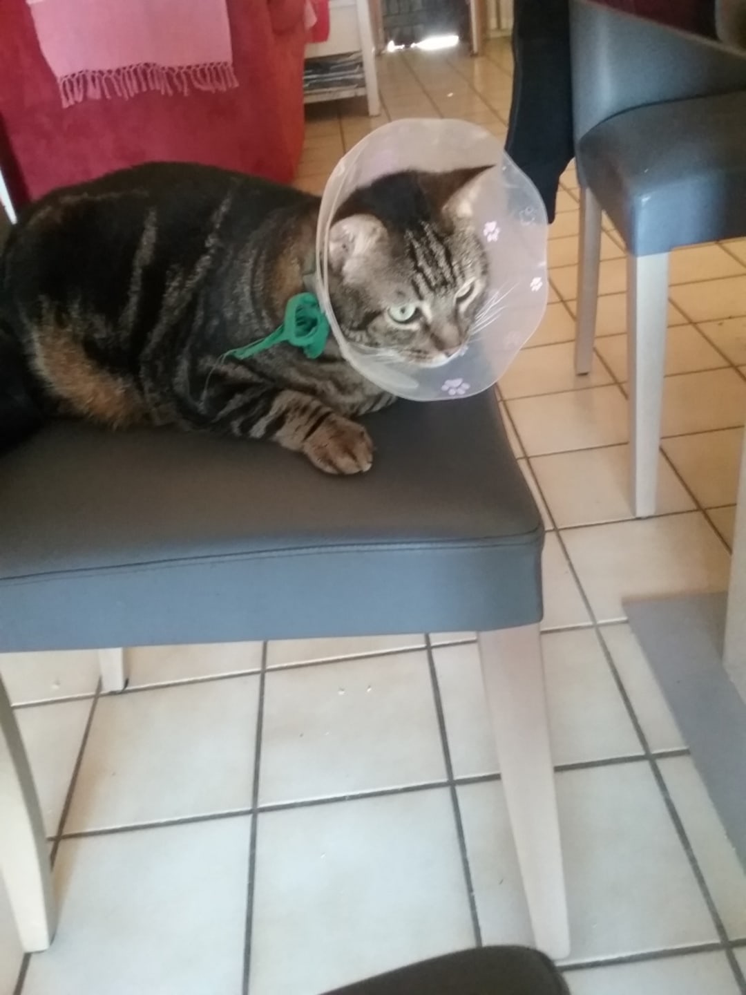 Cagnotte : Opération pour notre chat - Leetchi.com