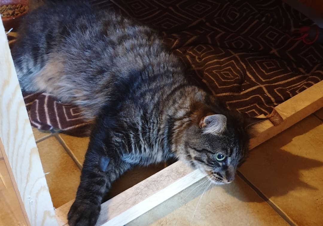 Cagnotte : Chat percuté sur la route | Leetchi