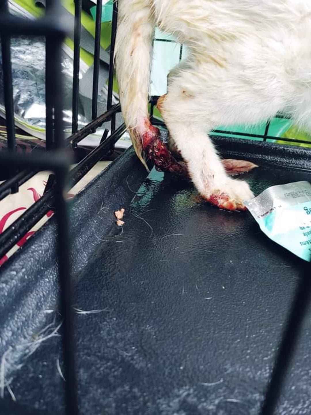 Cagnotte : Amputation de la queue - Daiki chat des rues | Leetchi