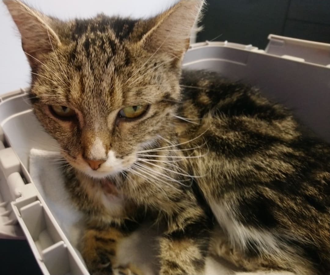 Cagnotte : Chat blessé - Leetchi.com