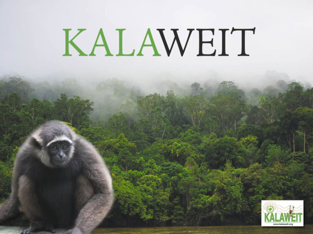 Cagnotte : Kalaweit ~ Sauvegardons la biodiversité en Indonésie ...