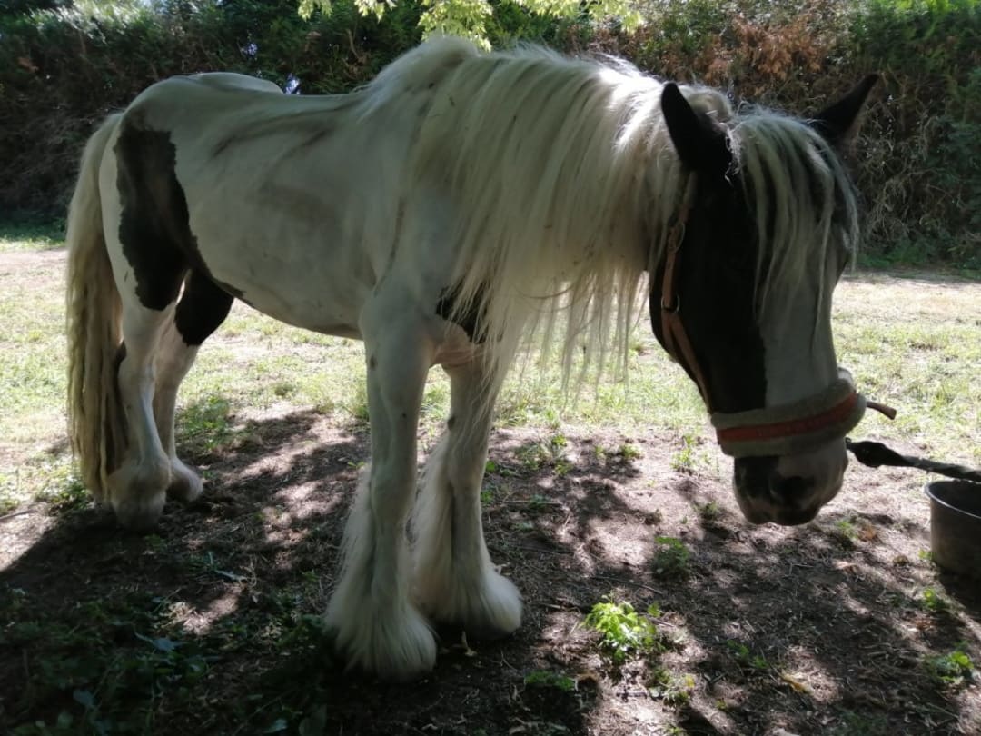 Cagnotte : Aide pour sauver ma Rose | Leetchi