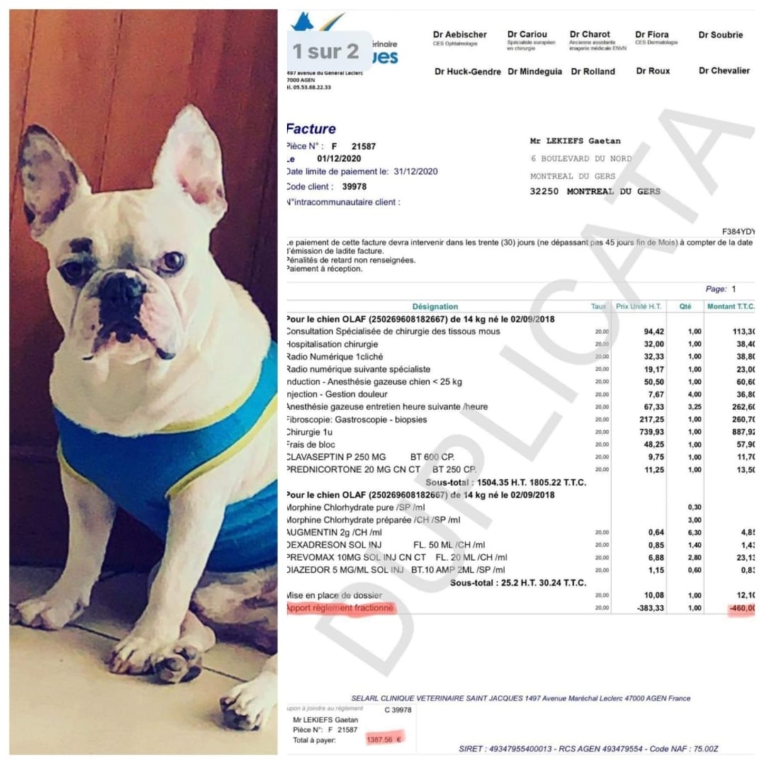 Cagnotte : Opération Olaf bouledogue français - Leetchi.com