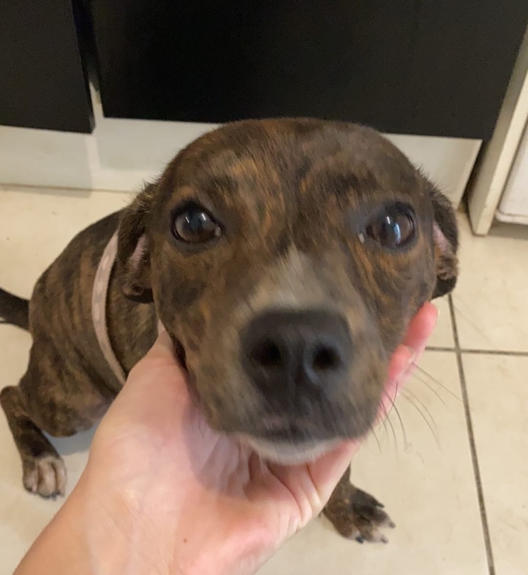 Cagnotte : Pour la nouvelle vie de Trixie - Leetchi.com