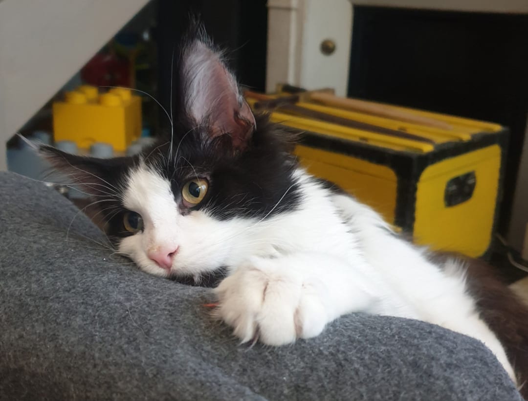 Cagnotte : Combat de Rio notre petit Maine Coon - Leetchi.com