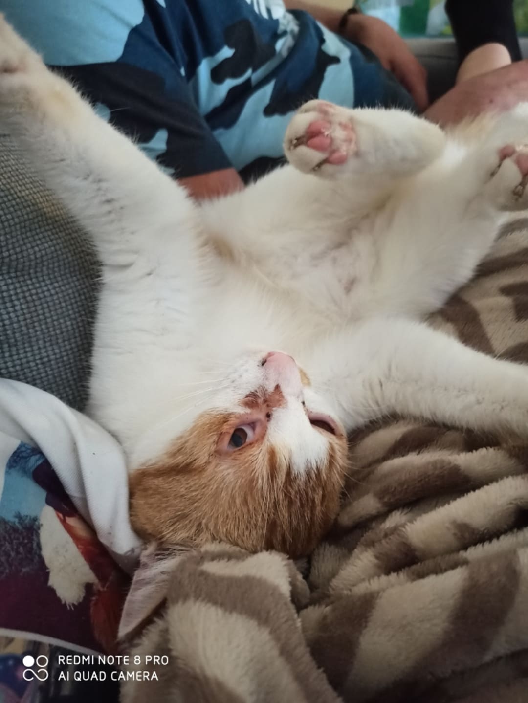 Cagnotte : Castration de mon chat - Leetchi.com