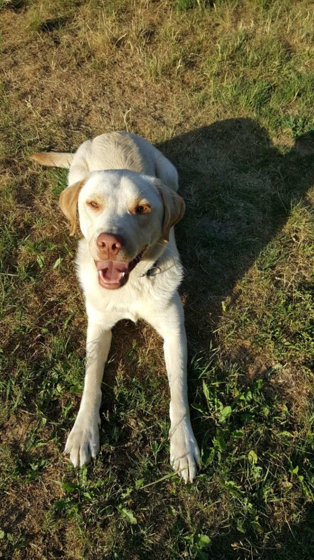 Cagnotte : Assistenzhund Loki | Leetchi