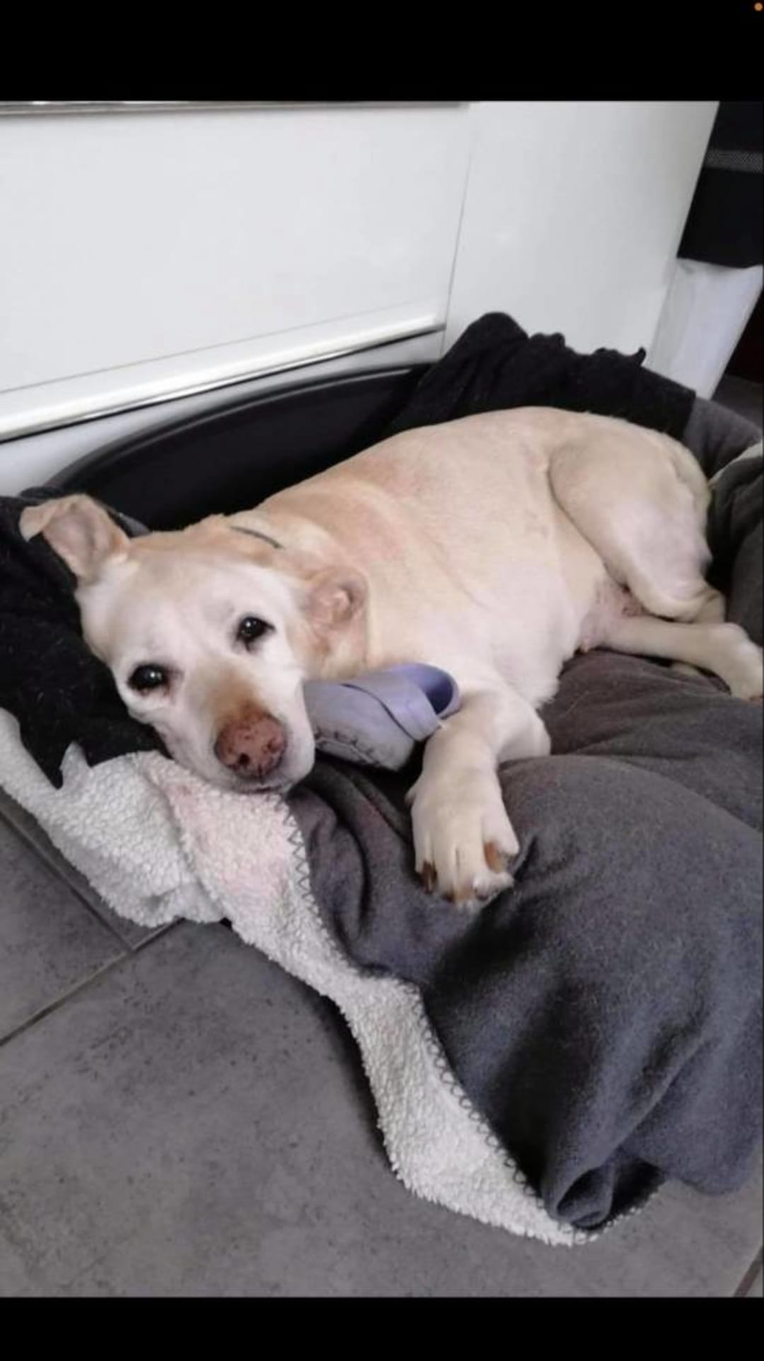 Cagnotte : help pour Cannelle - Leetchi.com