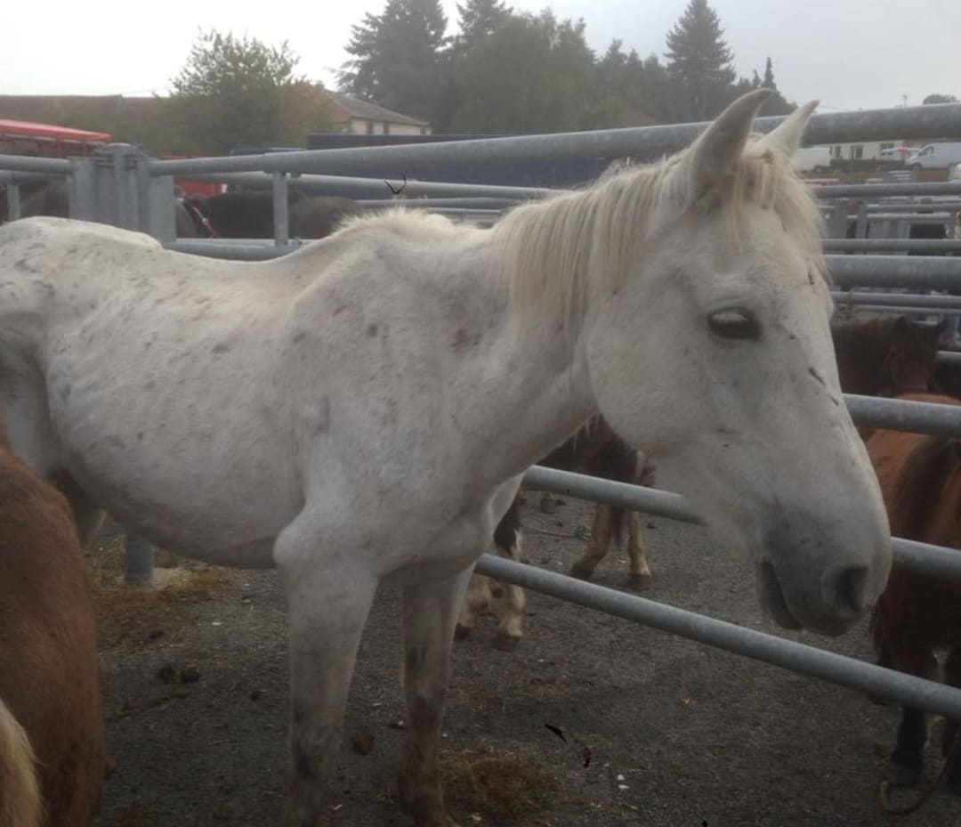 Cagnotte : Sauvetage chevaux - Leetchi.com