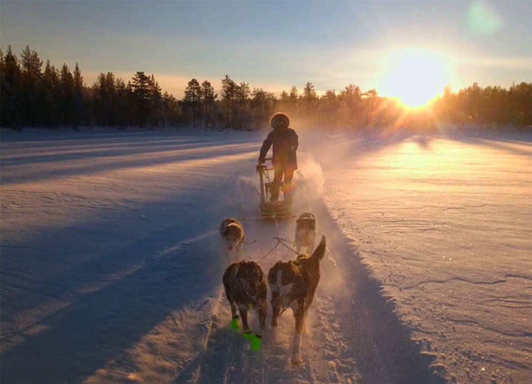 Money pot : Découverte, bénévolat, mushing, le voyage d'une vie ...