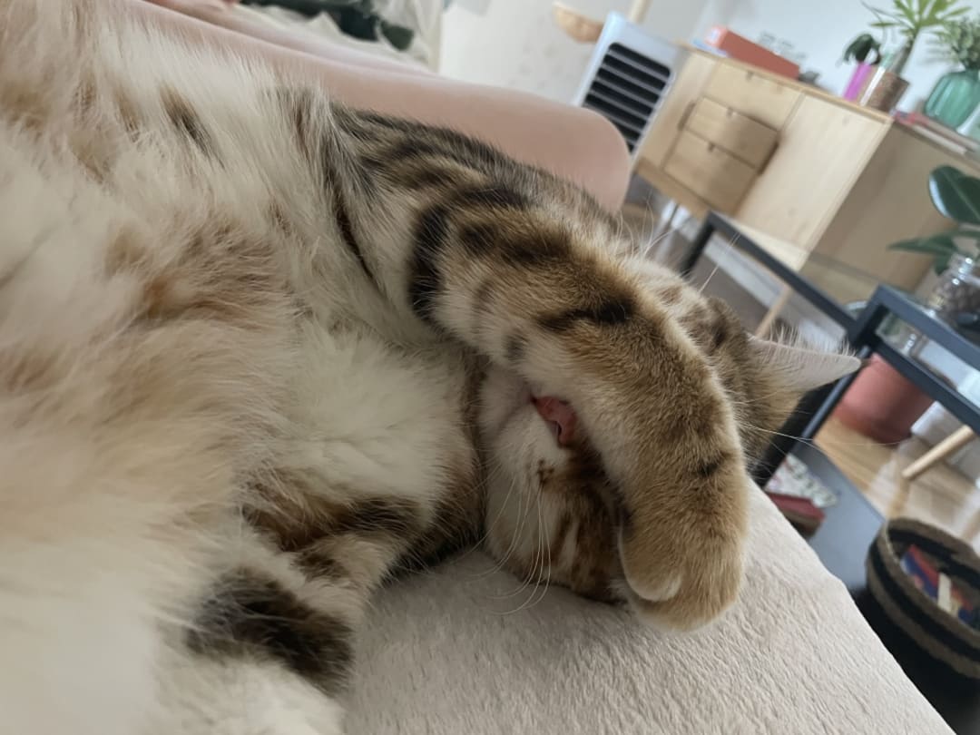 Cagnotte : Help Iago - Leetchi.com