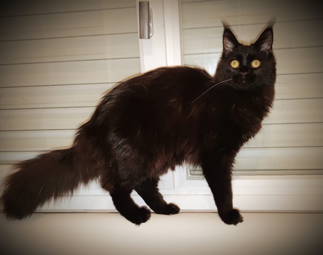 Cagnotte : Aider SKYE | Leetchi