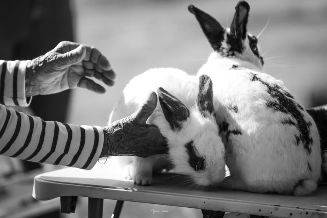 Cagnotte : Amélioration pour nos animaux chez Zen’anima - Leetchi.com