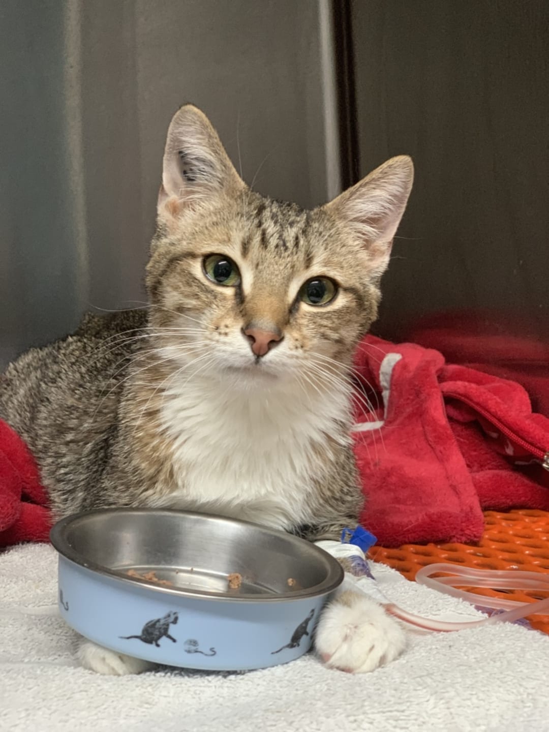 Money pot: Traitements pour Léo | Leetchi