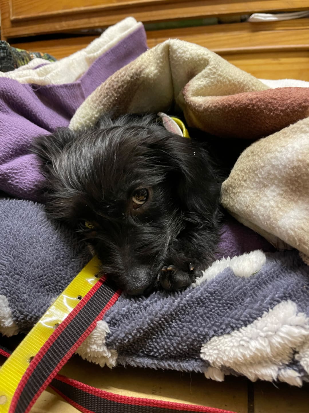 Money pot: Pour aider Célestine et ses bébés | Leetchi