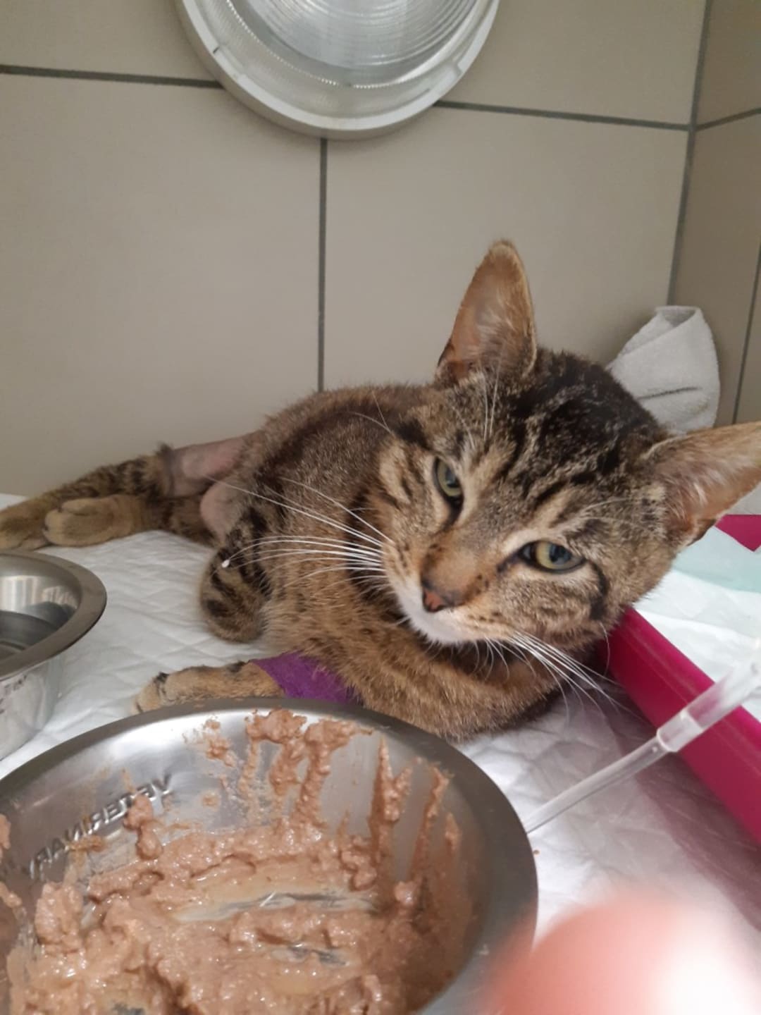 Cagnotte : Solidarité pour Simba, chat sans famille, gravement ...