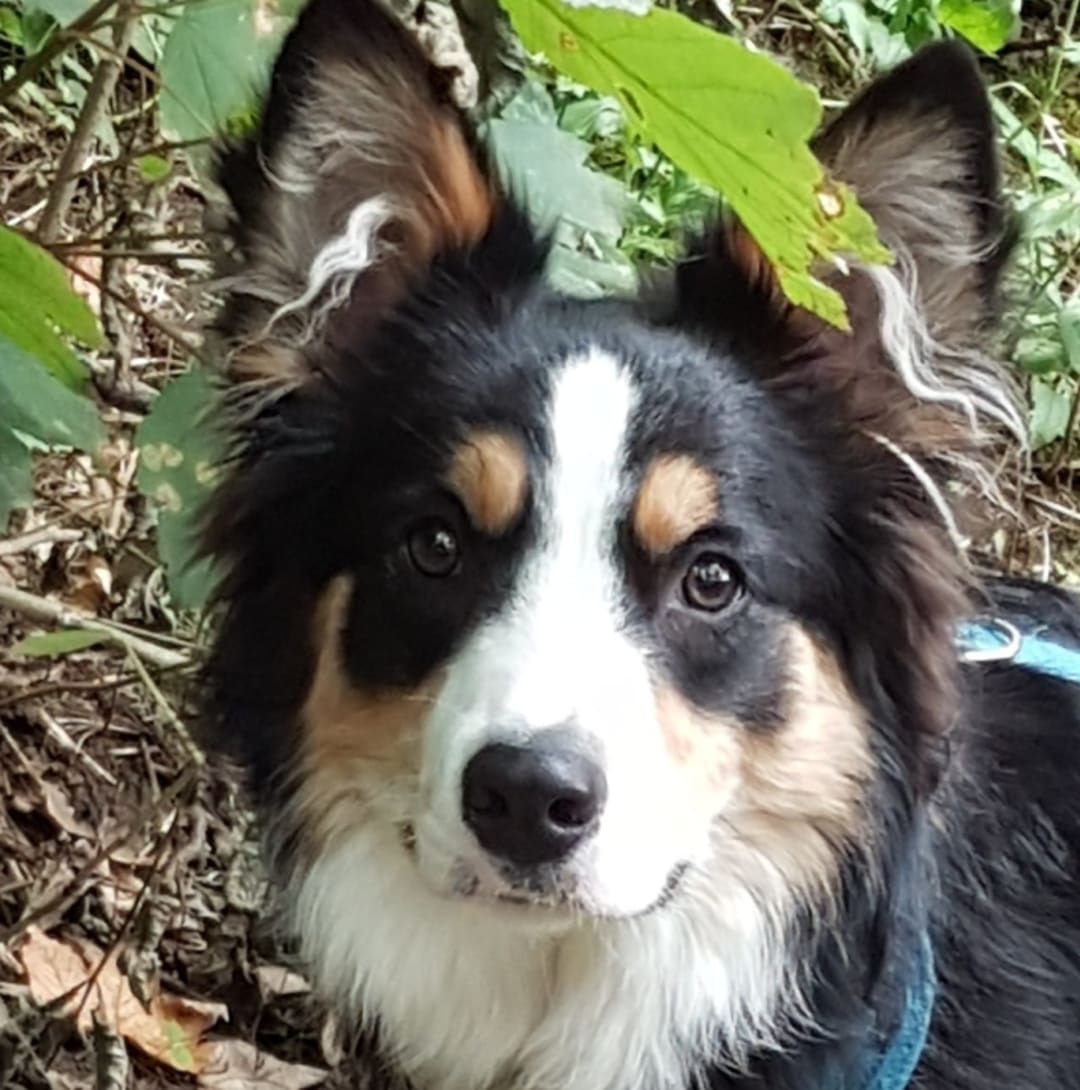 Cagnotte : AMY - BORDER COLLIE dog Hip dysplasia #3,5 years #dreamdog# ...