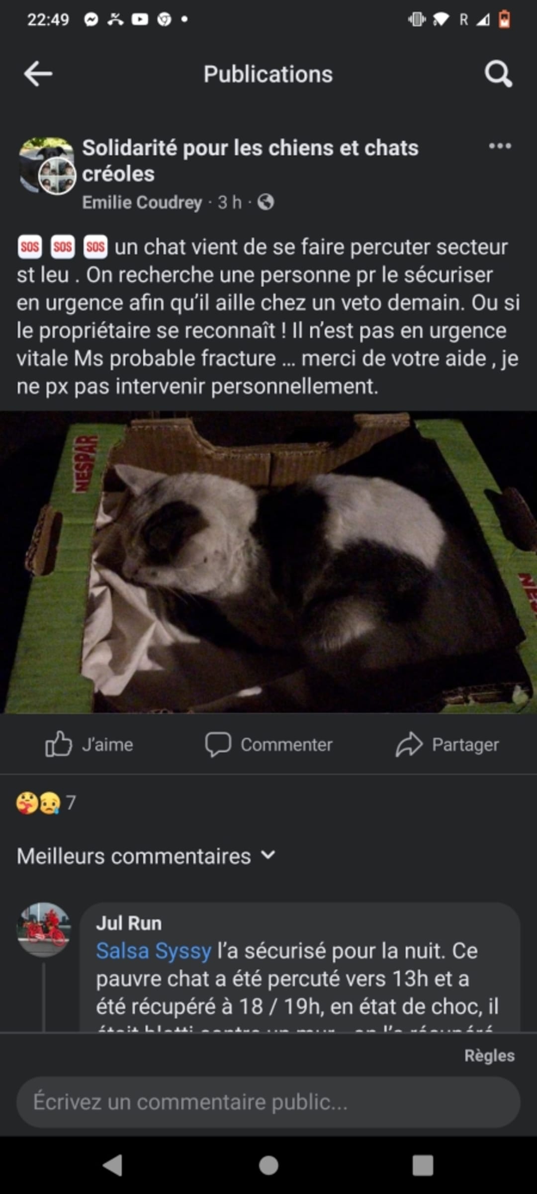 Cagnotte : Chat percuté à Piton Saint Leu - Leetchi.com