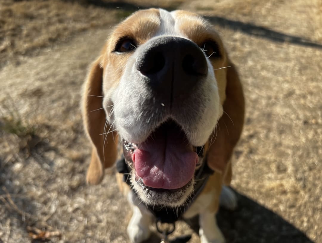 Cagnotte : Beagle Ben | Leetchi