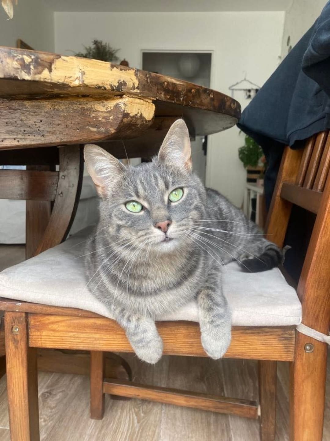 Cagnotte : Sauvons Chaï !!!! - Leetchi.com