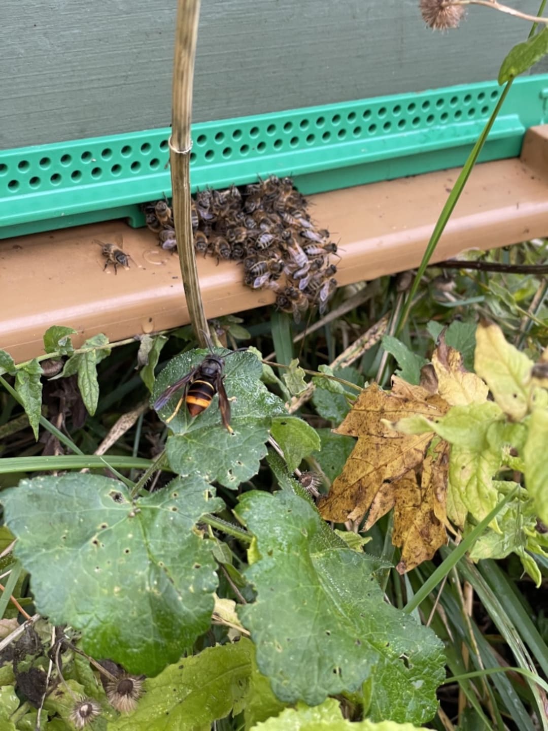 Cagnotte : Des abeilles pour Rémi et Nicolas | Leetchi